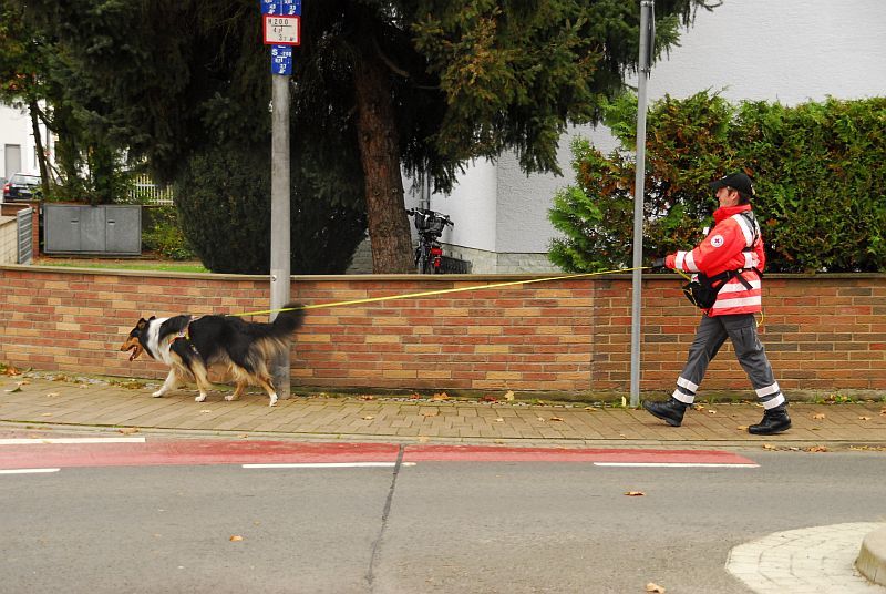 Mantrailing - DRK KV Hamburg Altona und Mitte e.V.